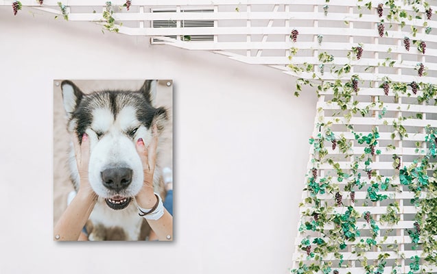 Custom Pet Portraits | My Pet Crew