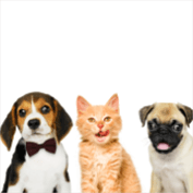 Custom Pet Portraits | Gift for Pet Lovers