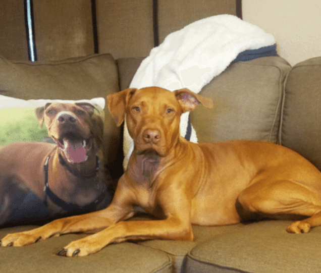 Custom Pet Pillows | My Pet Crew